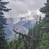 Silver Forest Trail, Washington - 441 Reviews, Map | AllTrails