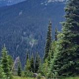 Silver Forest Trail, Washington - 441 Reviews, Map | AllTrails