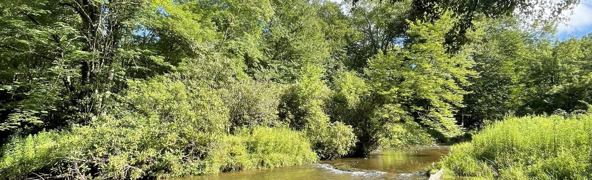Boone Fork Trail Loop via Tanawha Trail: 2.607 foto - Carolina del Nord ...