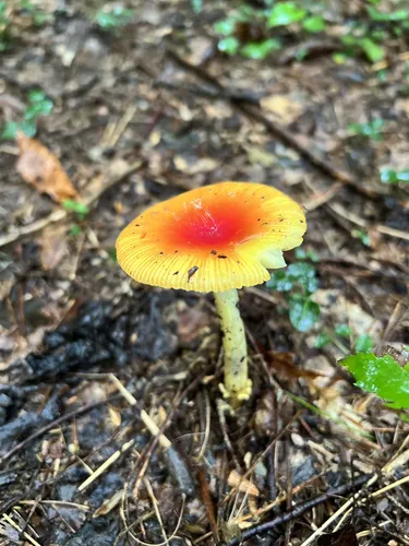 Best Hikes and Trails in Tuttle Educational State Forest | AllTrails