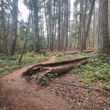 Skookum Flats Trail, Washington - 833 Reviews, Map | AllTrails