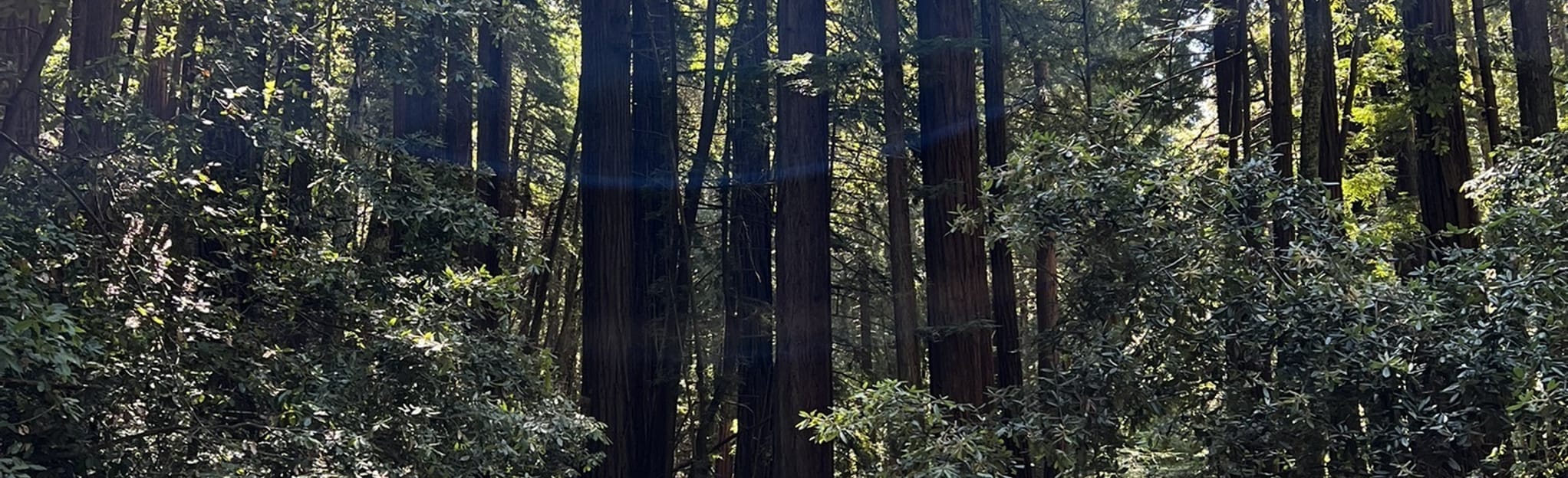 Mount Madonna Amphitheater and Valley View Loop: 141 Reviews, Map ...