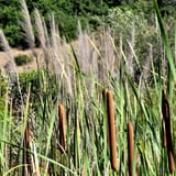 Rice Canyon Trail, California - 952 Reviews, Map | AllTrails