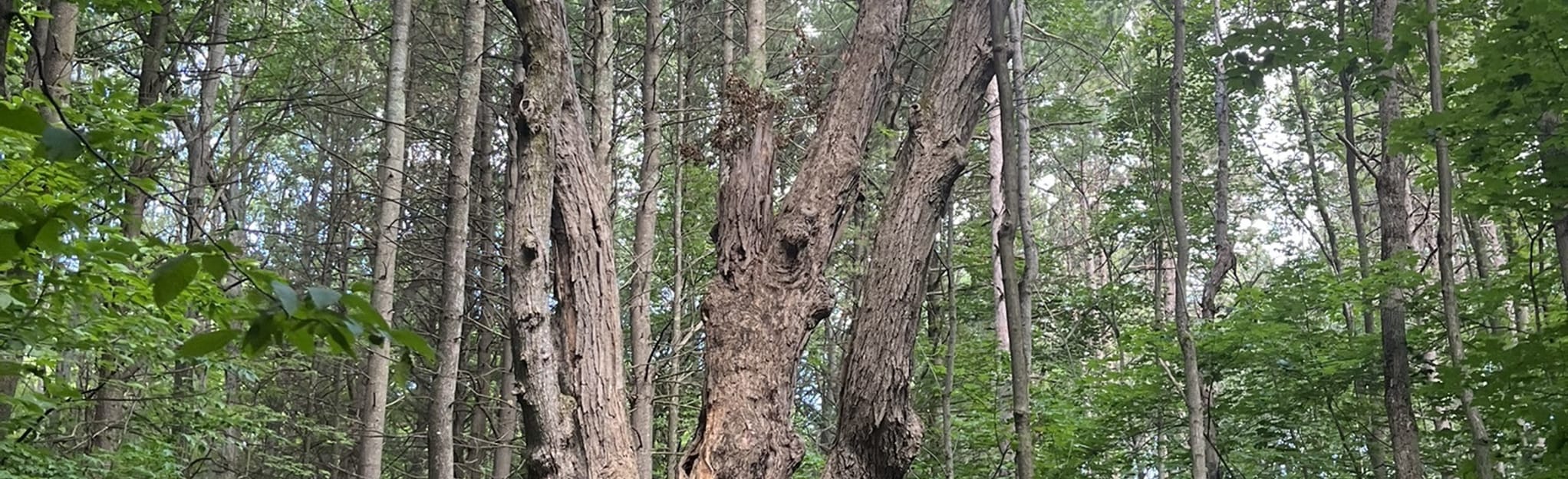 Ring Trail Loop, Ontario, Canada - 58 Reviews, Map | AllTrails