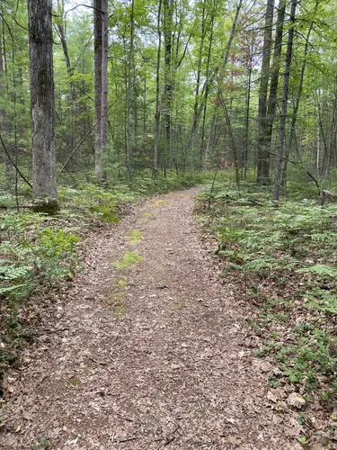 Best Hikes and Trails in South Higgins Lake State Park | AllTrails