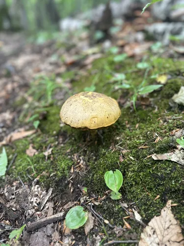 2023 Best River Trails in Prevost | AllTrails