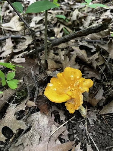 Best Hikes and Trails in Scotts Mill County Park | AllTrails