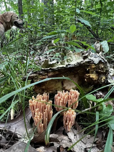 Best Hikes and Trails in Scotts Mill County Park | AllTrails