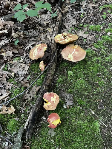 Best Hikes and Trails in Scotts Mill County Park | AllTrails