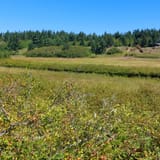 Dungeness Recreation Trail, Washington - 78 Reviews, Map | AllTrails