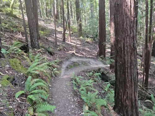 Best Hikes and Trails in Jackson Demonstration State Forest | AllTrails