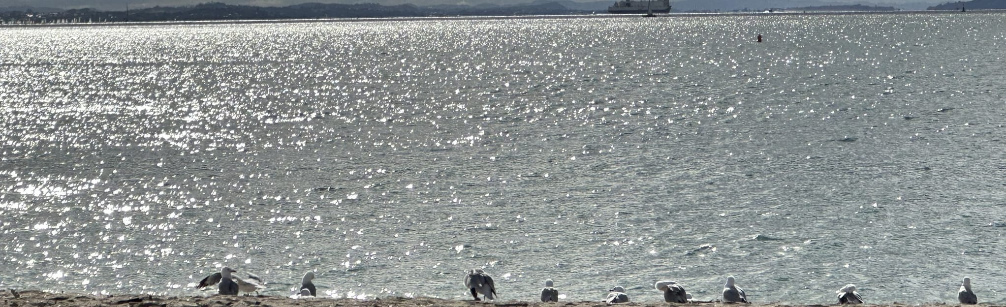 Tamaki Drive Coastal Path Loop: 25 fotos - Auckland, Nova Zelândia ...