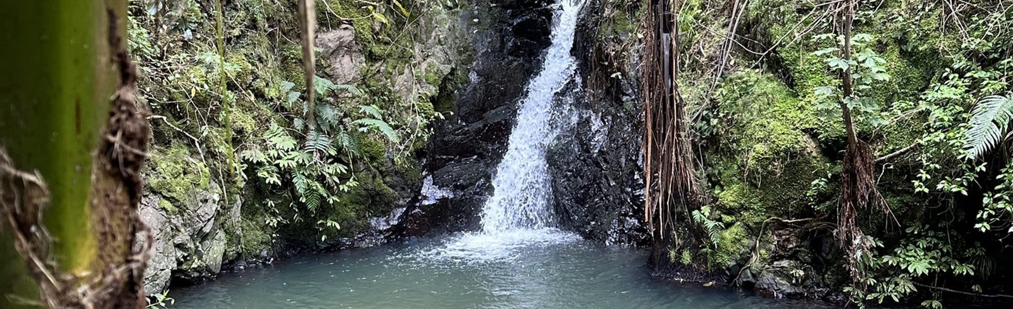 Tanekaha Loop, Northland, New Zealand - 75 Reviews, Map | AllTrails