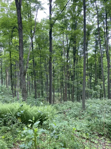 Best Hikes and Trails in Groton Park | AllTrails