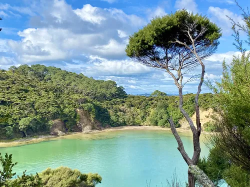 Best Hikes and Trails in Kauri Point Centennial Park | AllTrails
