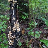 Coon Den Falls via Appalachian Trail, Tennessee - 335 Reviews, Map ...