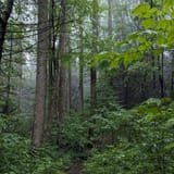 Coon Den Falls via Appalachian Trail, Tennessee - 335 Reviews, Map ...