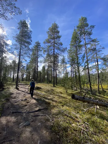 Best Views Trails in Muddus National Park | AllTrails