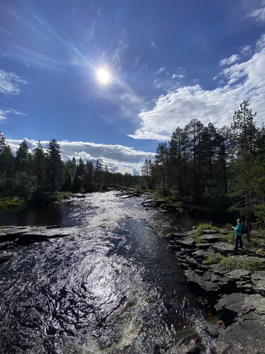 Best Forest Trails in Muddus National Park | AllTrails