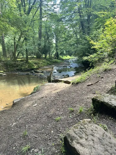 10 Best Hikes and Trails in Cook Forest State Park | AllTrails