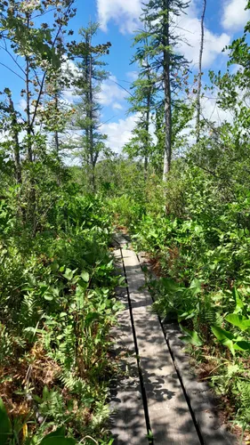 Best Hikes and Trails in Spruce Lake Bog State Natural Area | AllTrails