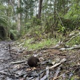 Lower Kalimna Falls, Victoria, Australia - 129 Reviews, Map | AllTrails