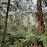 Lower Kalimna Falls, Victoria, Australia - 129 Reviews, Map | AllTrails