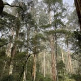 Lower Kalimna Falls, Victoria, Australia - 129 Reviews, Map | AllTrails