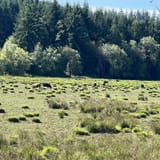 Willapa Hills Trail, Washington - 334 Reviews, Map | AllTrails