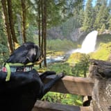 Koosah and Sahalie Falls Trail, Oregon - 1,537 Reviews, Map | AllTrails