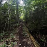 Calamity Brook Trail to Lake Colden, New York - 308 Reviews, Map ...