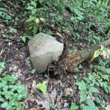 Appalachian Trail, Lost Cove, and Lakeshore Loop, North Carolina - 156 ...
