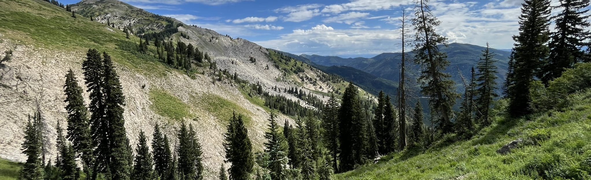 Box Elder Peak Via White Canyon Trail, Utah - 27 Reviews, Map | AllTrails
