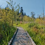Mercer Slough Nature Park, Washington - 909 Reviews, Map | AllTrails