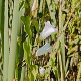 Mercer Slough Nature Park, Washington - 909 Reviews, Map | AllTrails
