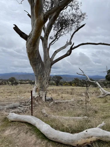 Best Hikes and Trails in Narrabundah Hill Reserve | AllTrails