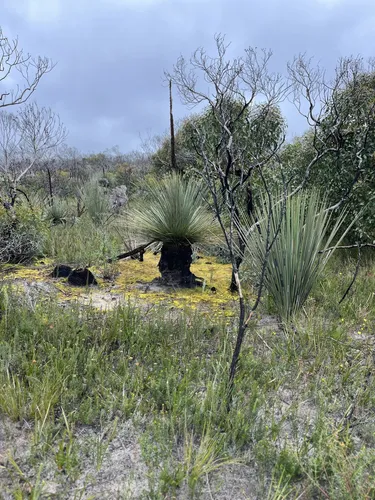 Best Forest Trails in Waitpinga | AllTrails