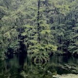 Greenfield Lake Park Trail, North Carolina - 620 Reviews, Map | AllTrails
