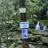 Gunung Yong Belar, Kelantan, Malaysia - 76 Reviews, Map | AllTrails