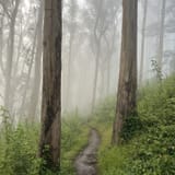 Mount Sutro Loop, California - 2,150 Reviews, Map | AllTrails