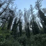 Mount Sutro Loop, California - 2,150 Reviews, Map | AllTrails