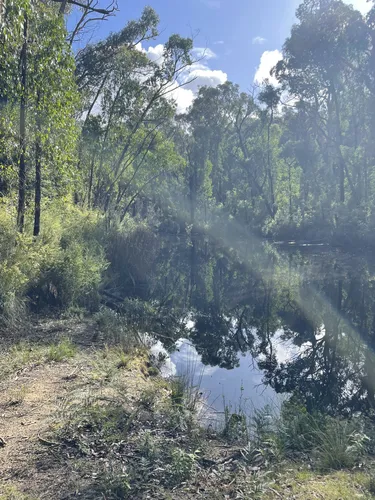 2023 Best Camping Trails in Bunyip State Park | AllTrails