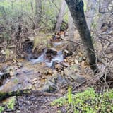 Majik Forest Walking Trail, Western Cape, South Africa - 189 Reviews ...