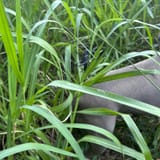 Maurepas Swamp WMA Nature Trail, Louisiana - 23 Reviews, Map | AllTrails