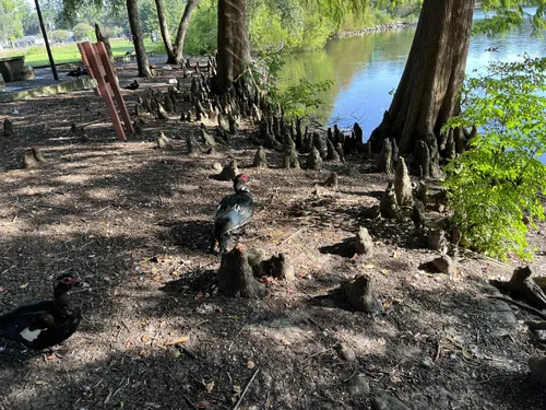 Best Hikes and Trails in Fred O. Drake Park at Lake Ella | AllTrails