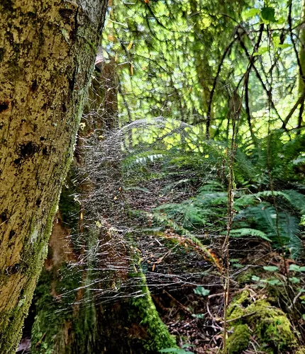 Best Hikes and Trails in Deering Wildflower Acres | AllTrails