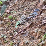 Case Mountain Trail, Connecticut - 1,013 Reviews, Map | AllTrails