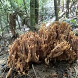 Savage Falls, Tennessee - 660 Reviews, Map | AllTrails
