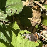 Presidio Loop Trail, California - 1,418 Reviews, Map | AllTrails