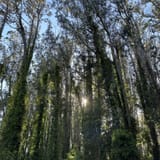 Presidio Loop Trail, California - 1,418 Reviews, Map | AllTrails